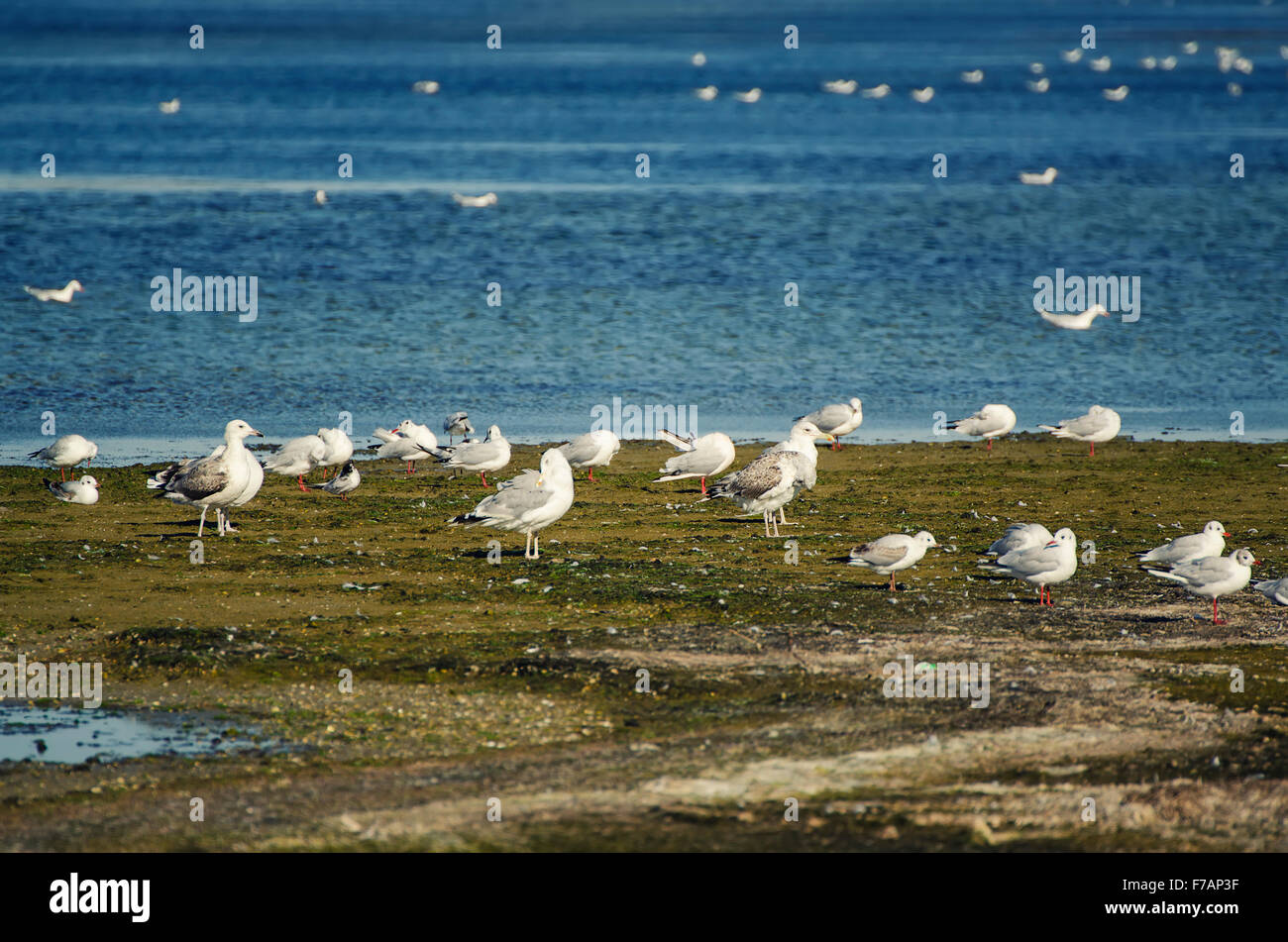 Sea gulls at coast Stock Photo - Alamy