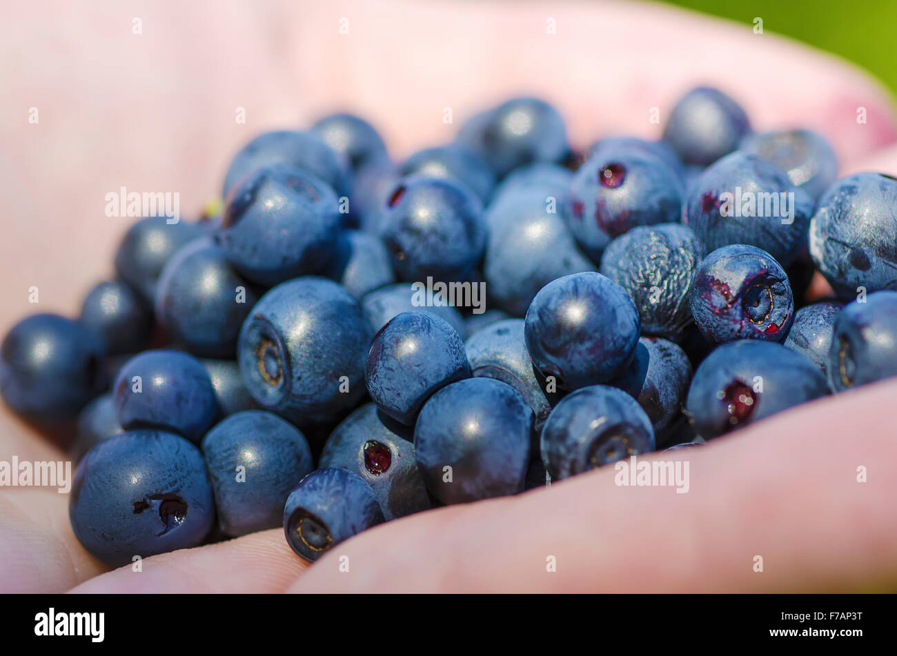 Blueberries in human hand hi-res stock photography and images - Alamy