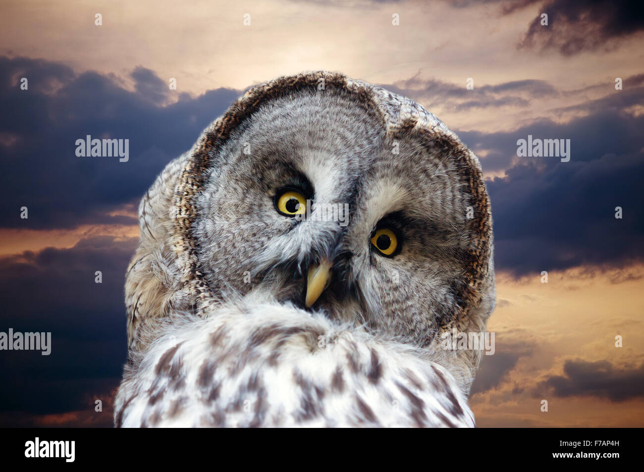 Head of great Gray Owl (Strix nebulosa) against dramatic sky Stock ...