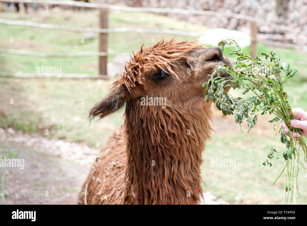 Alpaca At A Farm Stock Photo - Alamy