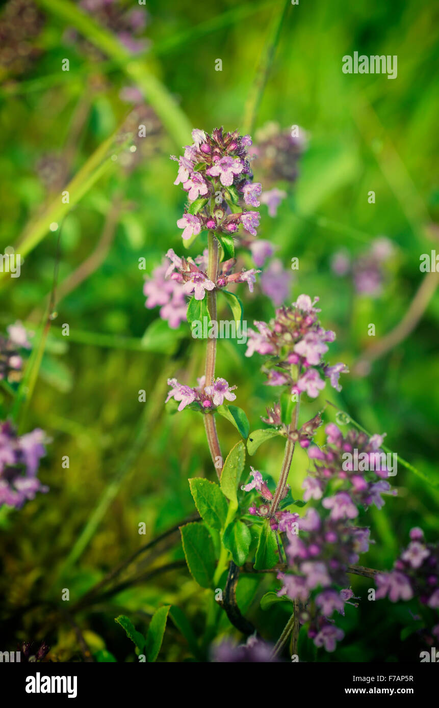 Thymus with flowers Stock Photo - Alamy