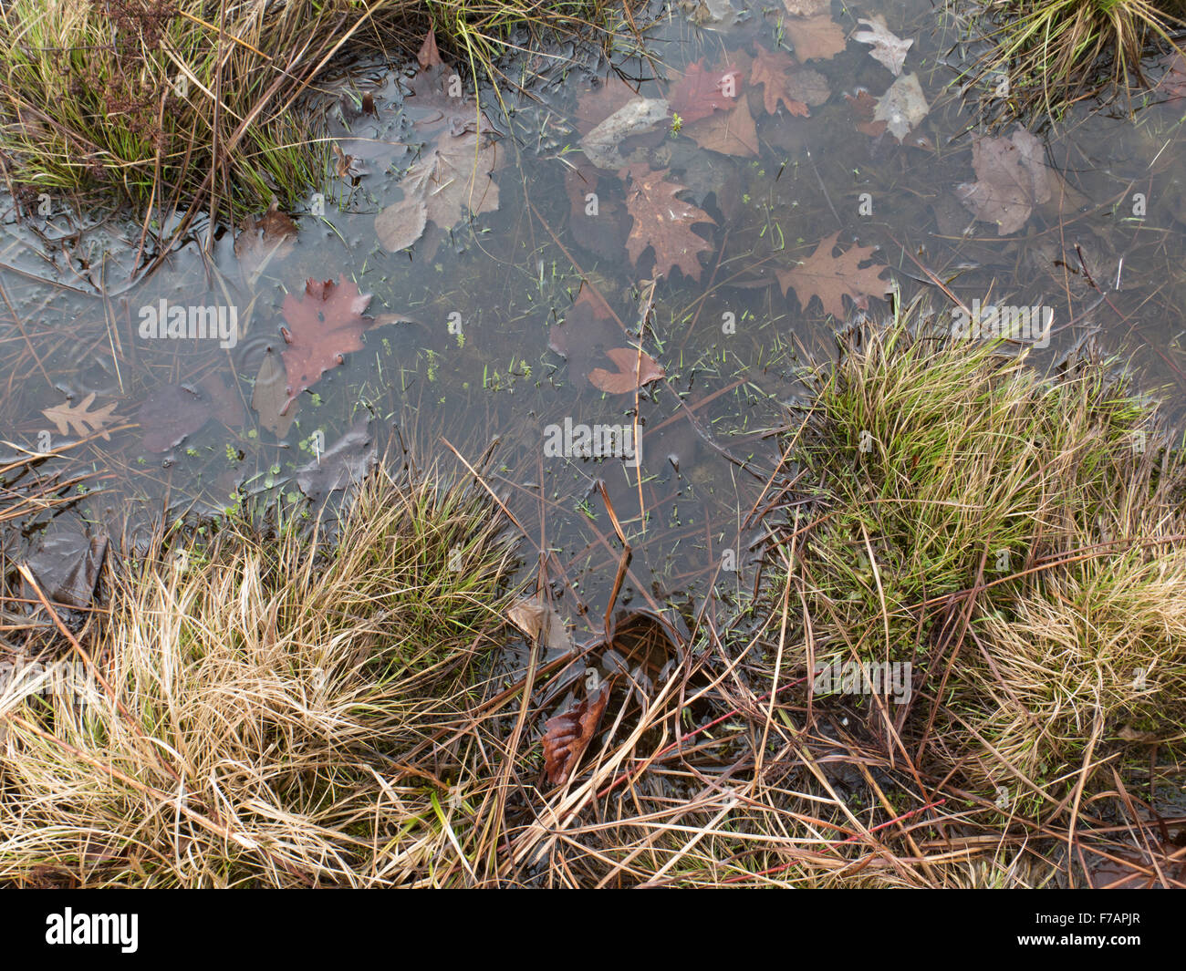 Water and plants in a shallow pond in Williamstown, Massachusetts Stock ...