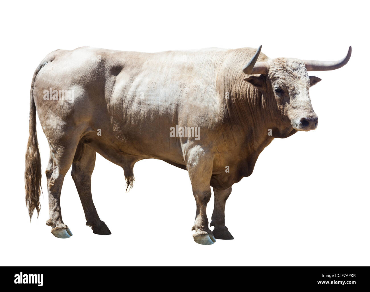 Bovine bull isolated white hi-res stock photography and images - Alamy