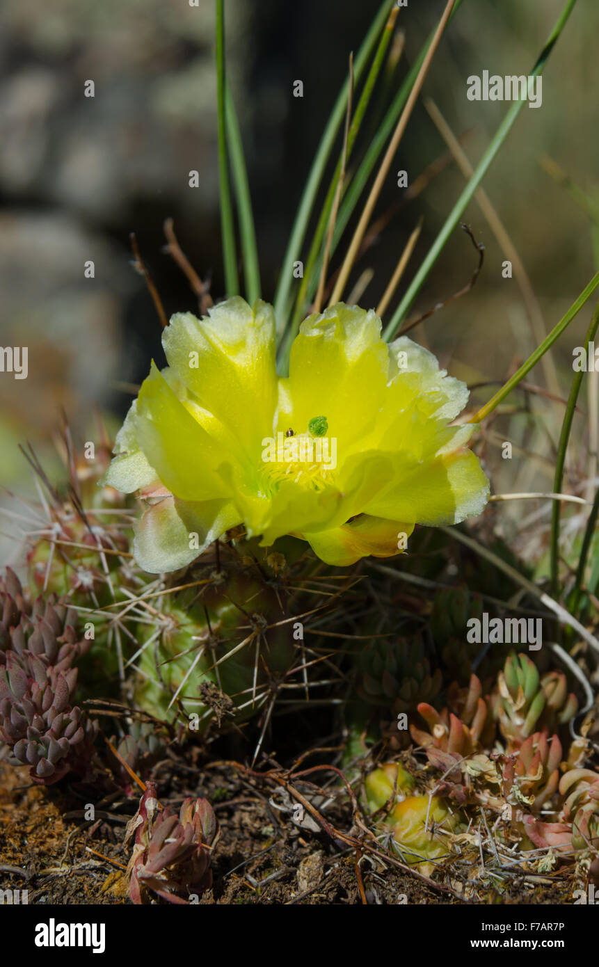 Blooms along the trail hi-res stock photography and images - Alamy