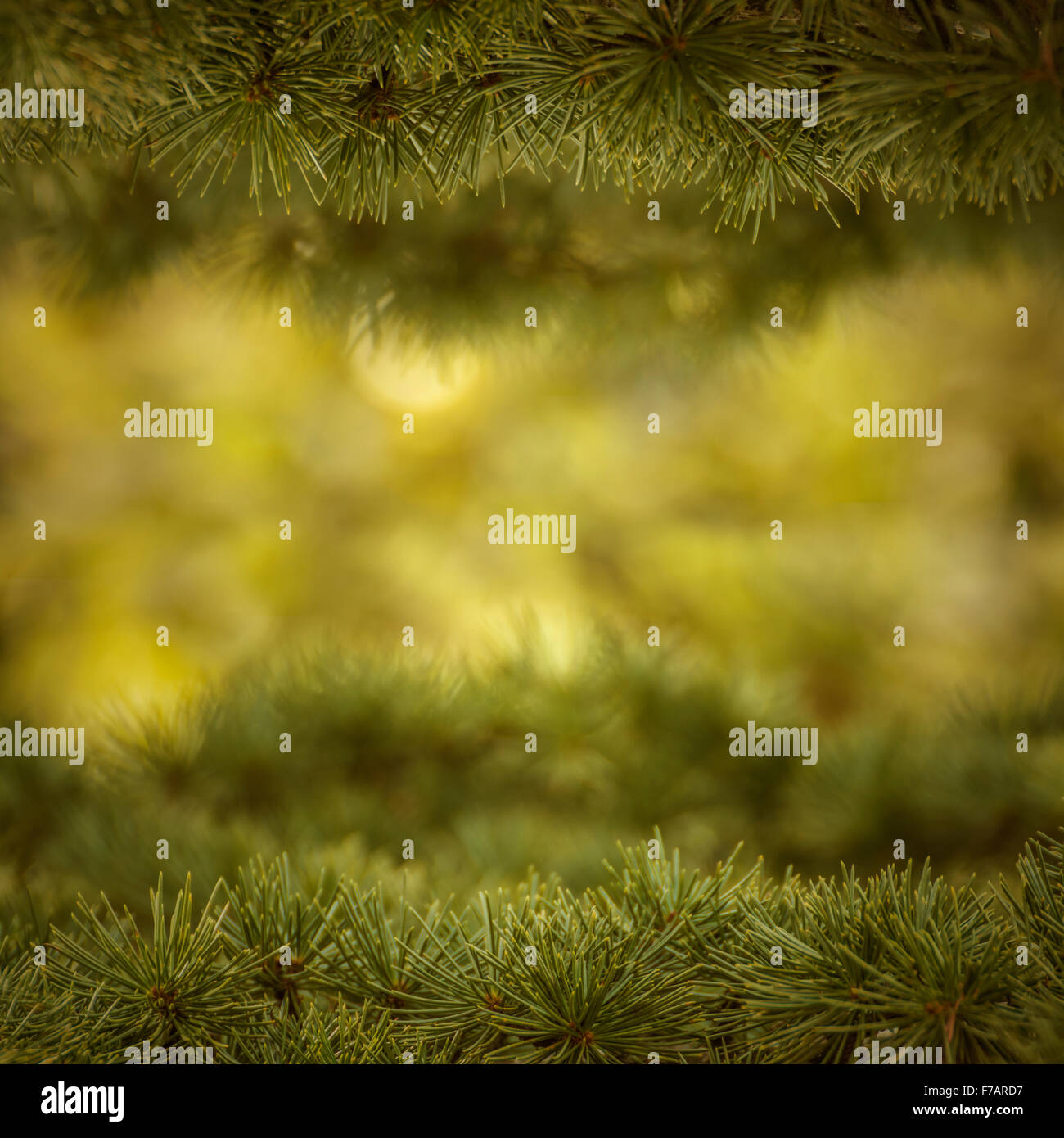 beautiful pine tree Stock Photo - Alamy