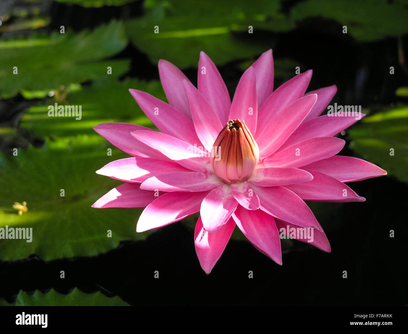 Caribbean tropical flower, Dominican Republic Stock Photo - Alamy