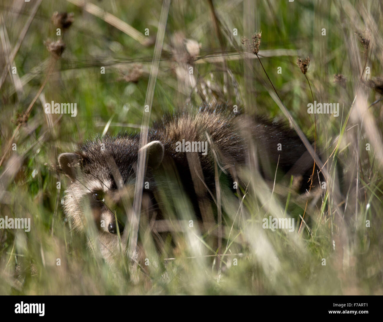 Raccoon country hi-res stock photography and images - Alamy
