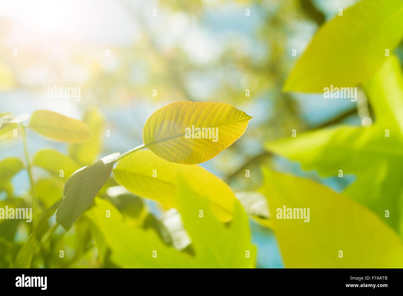 Green leaves background and light Stock Photo - Alamy