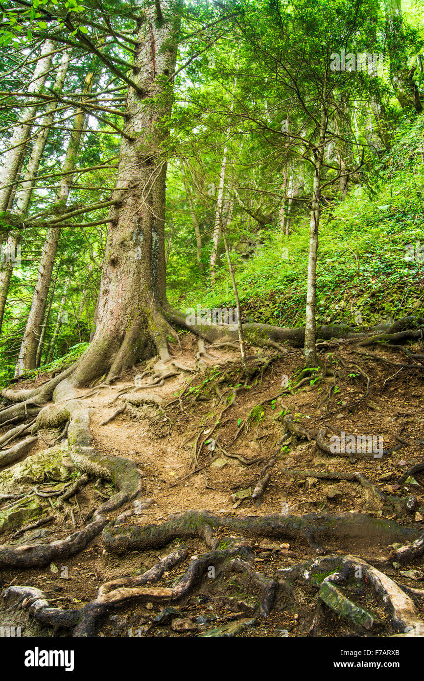 Tropical tree roots Stock Photo - Alamy