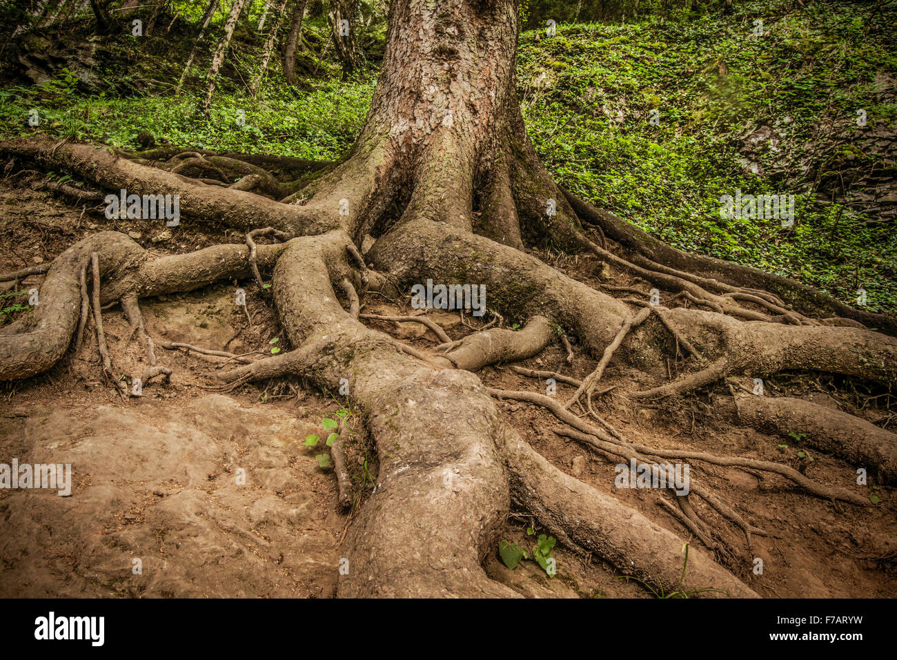 Root of Old Tree Stock Photo - Alamy