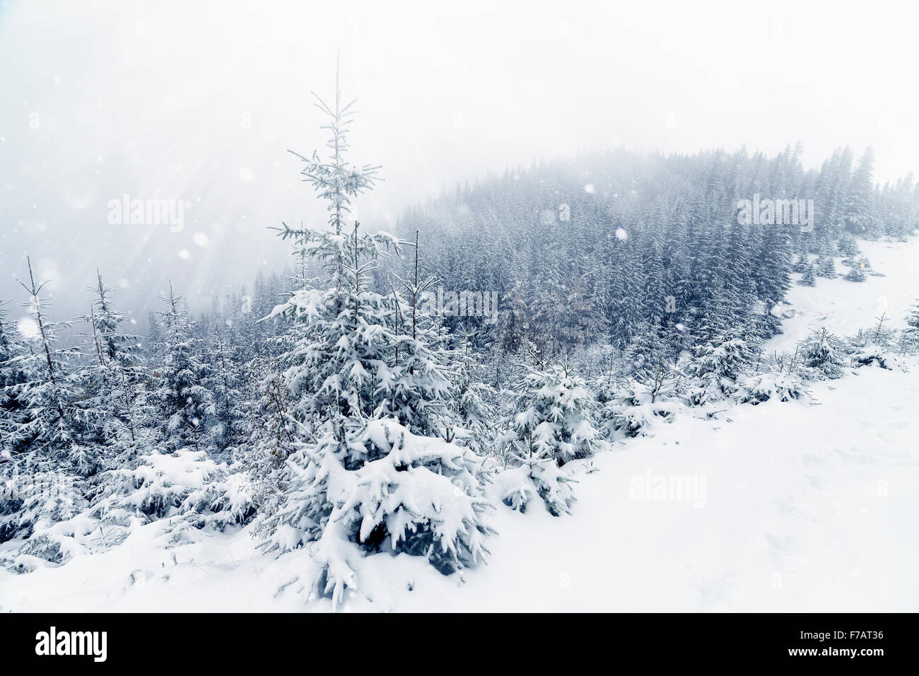 Beautiful winter mountains landscape with snowy fir forest Stock Photo ...