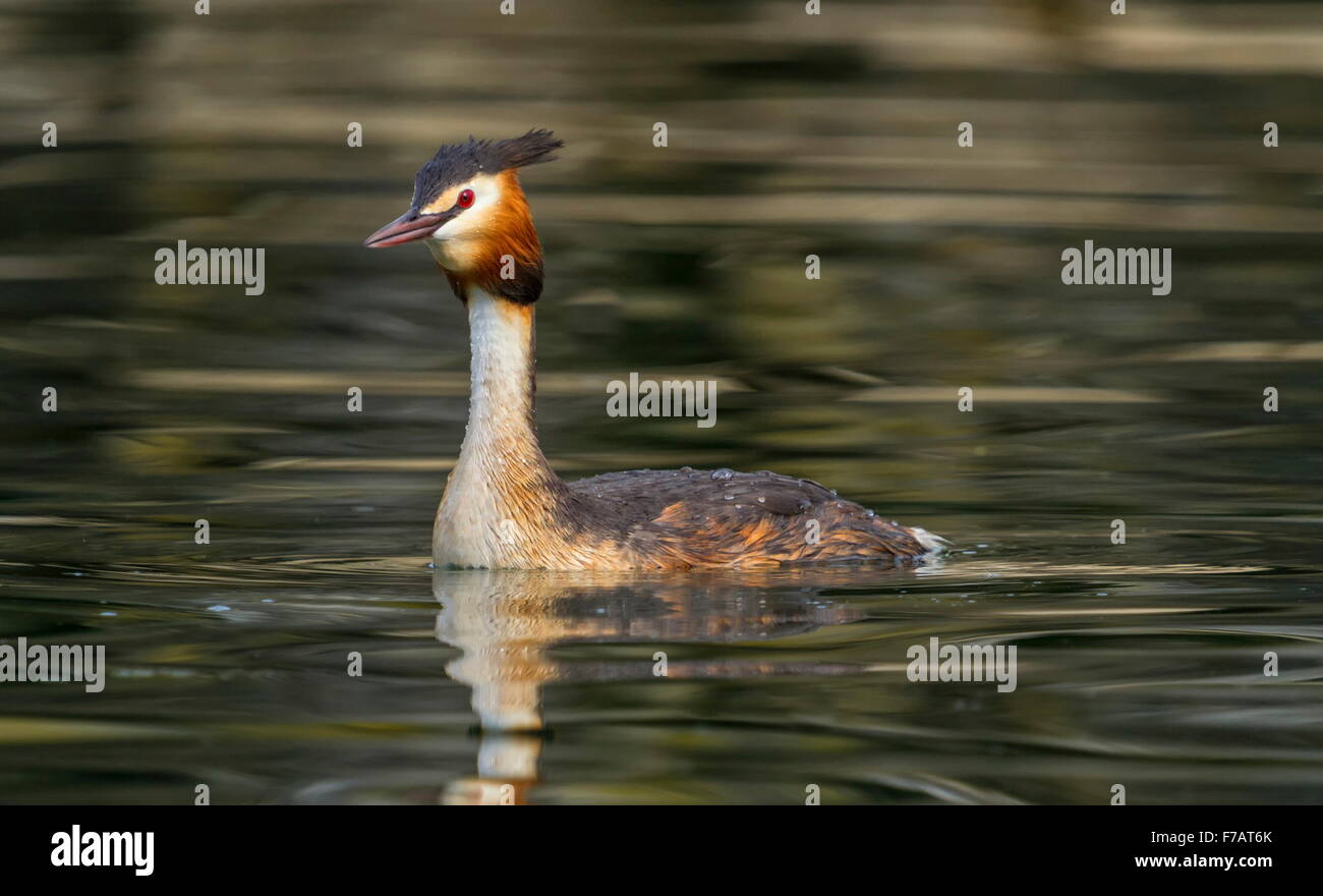 Crested grebe duck, podiceps cristatus, floating on water lake Stock ...