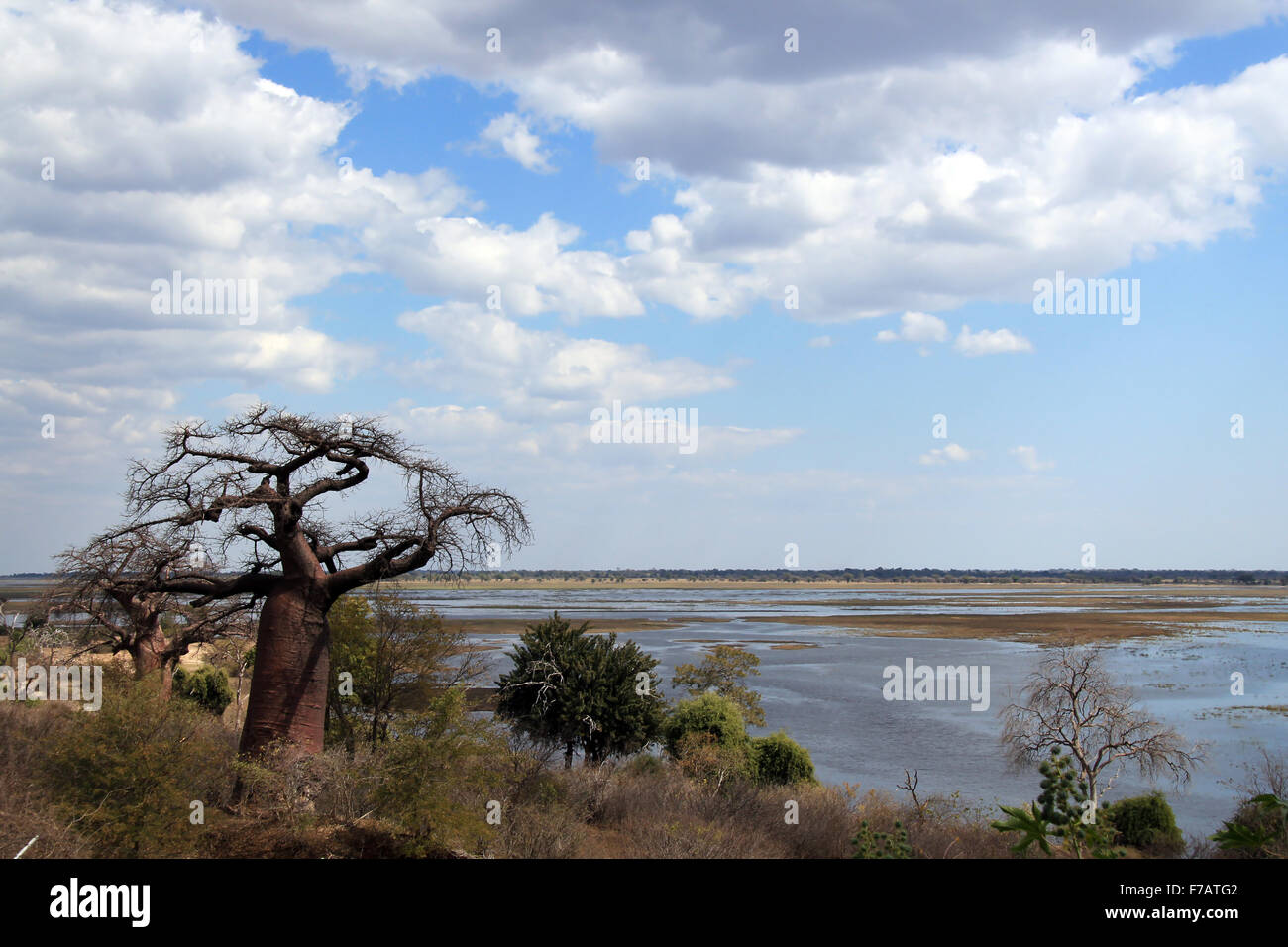 African river tree hi-res stock photography and images - Alamy