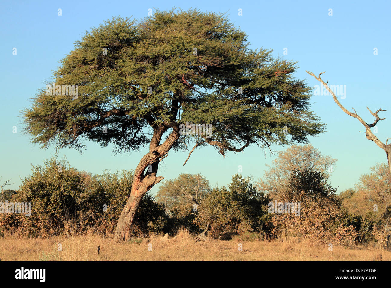 Lonely Tree at Khwai River, Botswana Stock Photo - Alamy
