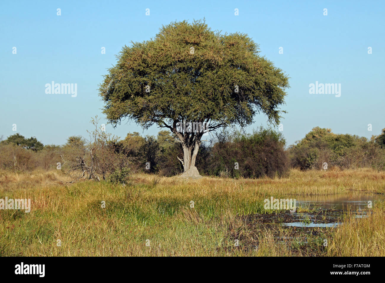 Lonely Tree at Khwai River, Botswana Stock Photo - Alamy