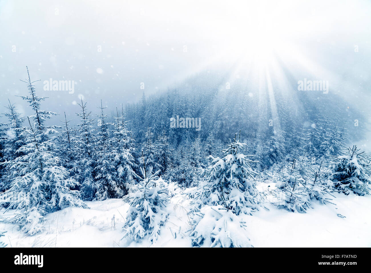 Beautiful winter mountains landscape with snowy fir forest Stock Photo ...