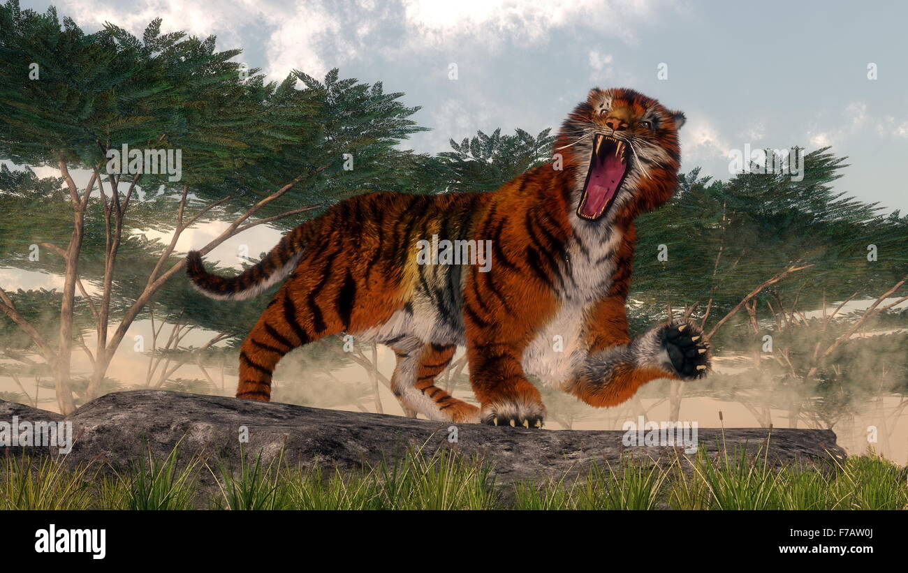 Tiger roaring rock hi-res stock photography and images - Alamy