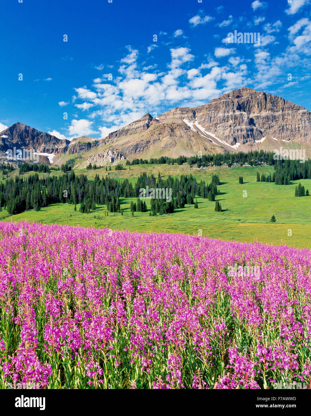 fireweed below wolverine peak in the absaroka range near cooke city ...