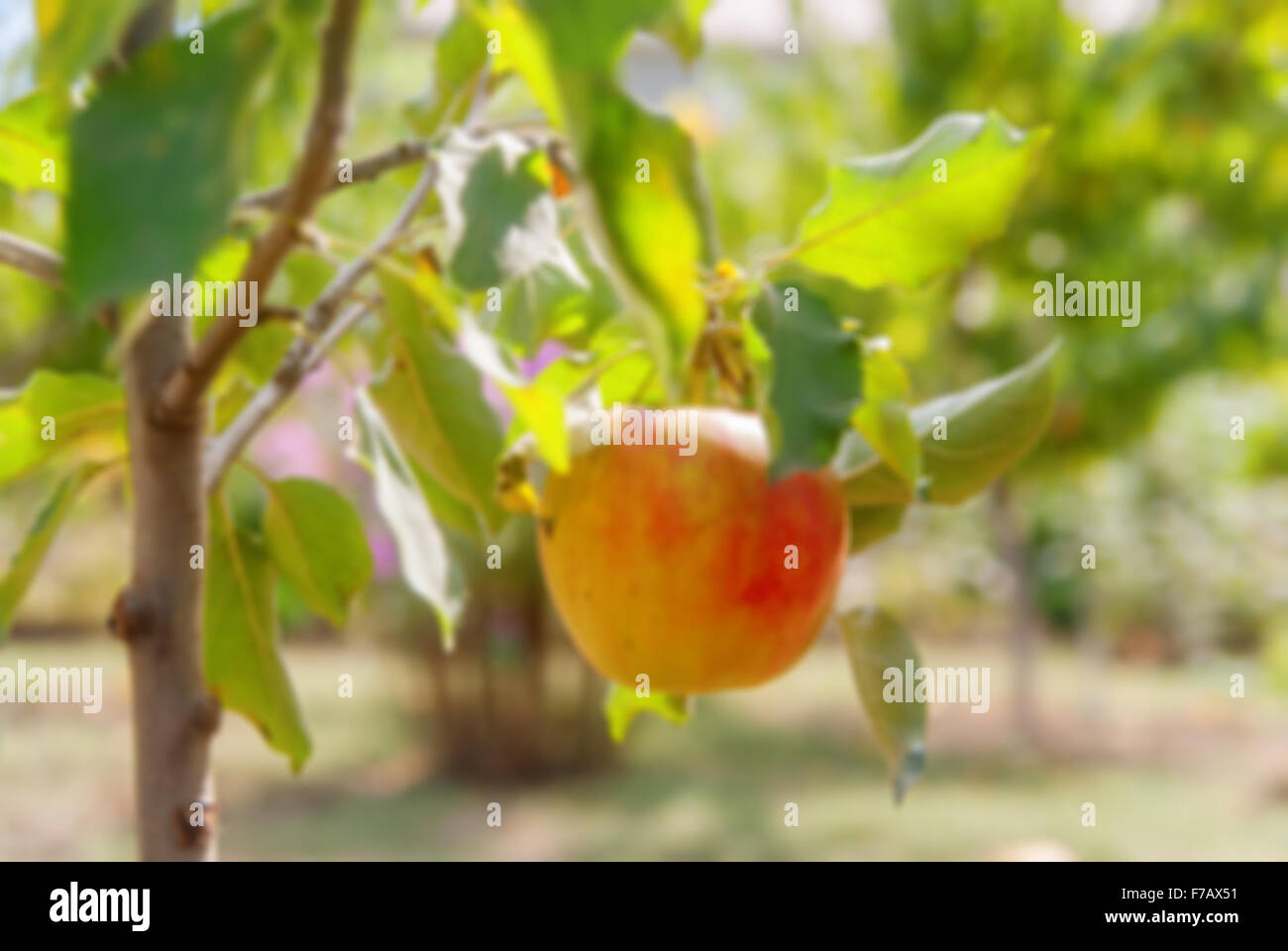 Red apple on apple tree branch, bright rays of the sun, blur abstract ...