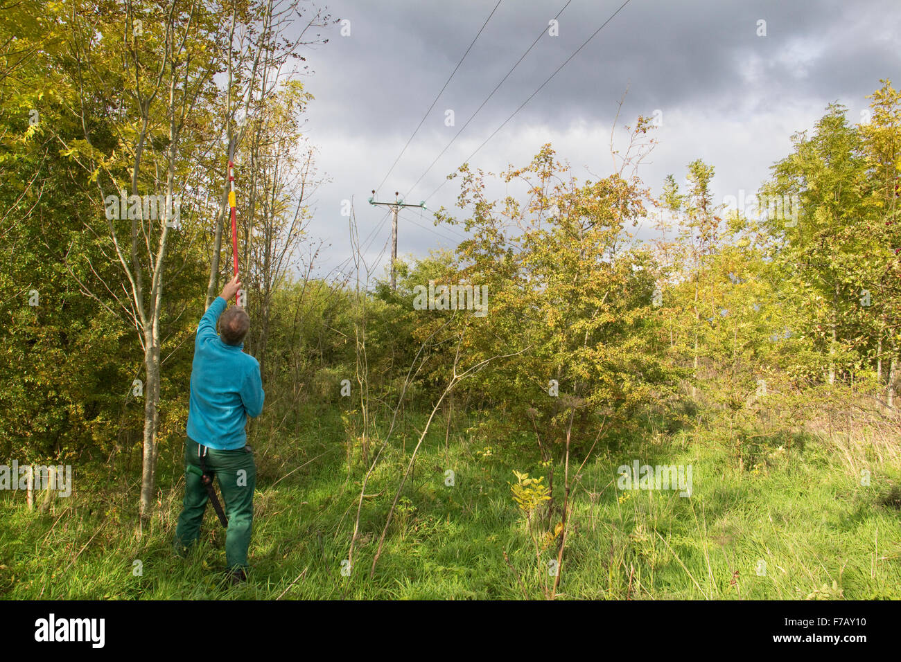 Man cutting down trimming tree hi-res stock photography and images - Alamy