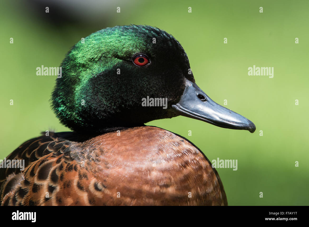 Mallard Duck Portrait Stock Photo - Alamy