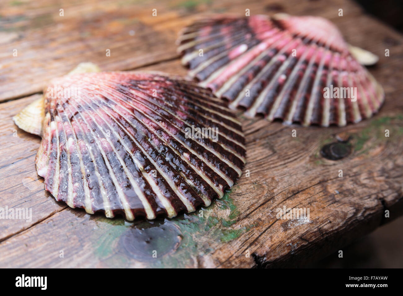 Scallop shells hi-res stock photography and images - Alamy