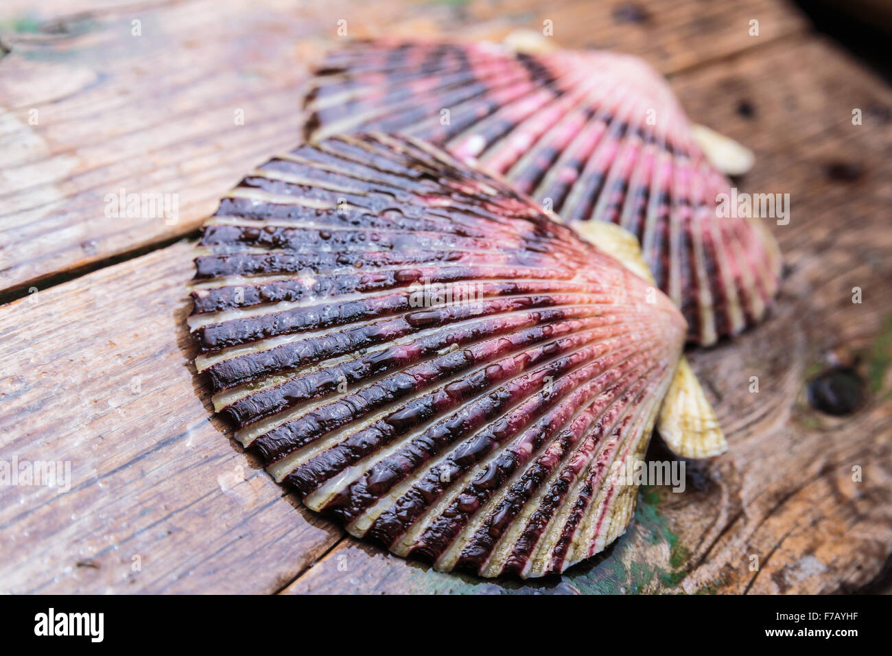 Wet scallop shells with drops on wooden background Stock Photo - Alamy