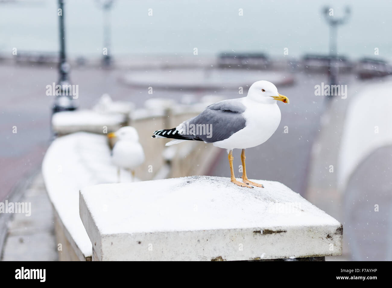 Gull is sitting on the snow in city a winter day Stock Photo - Alamy