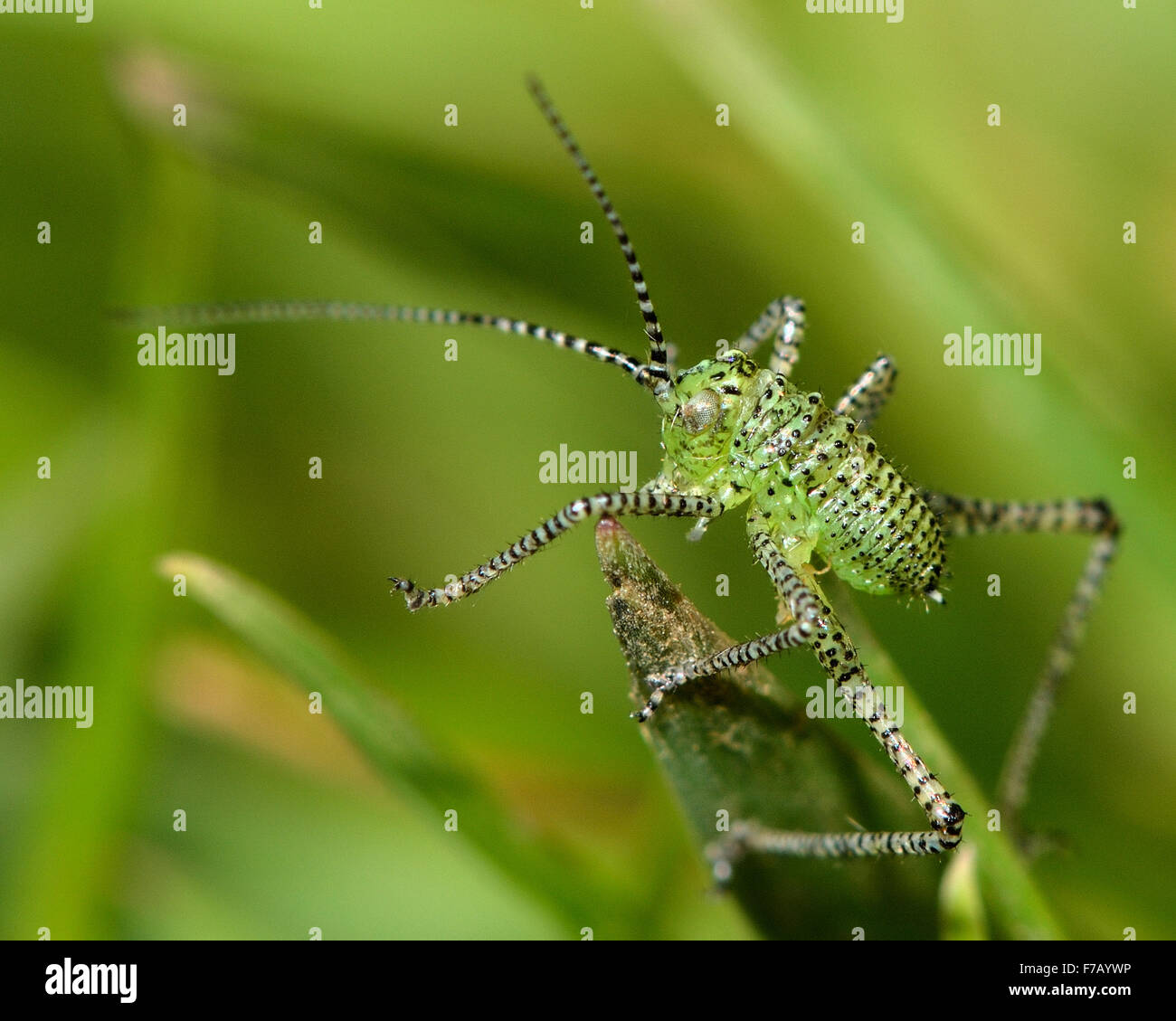 Speckled bush-cricket (Leptophyes punctatissima) juvenile Stock Photo ...