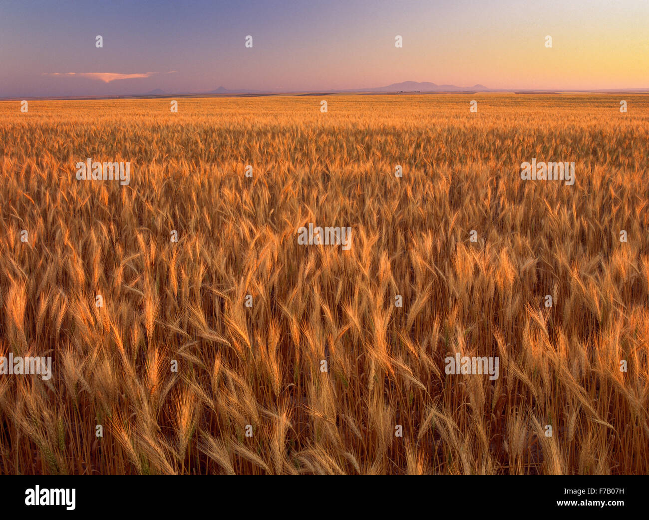 sunrise light on wheat field near chester, montana, with sweetgrass ...