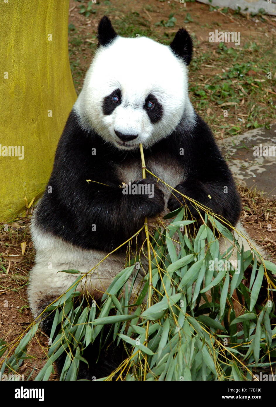 18 month panda hi-res stock photography and images - Alamy