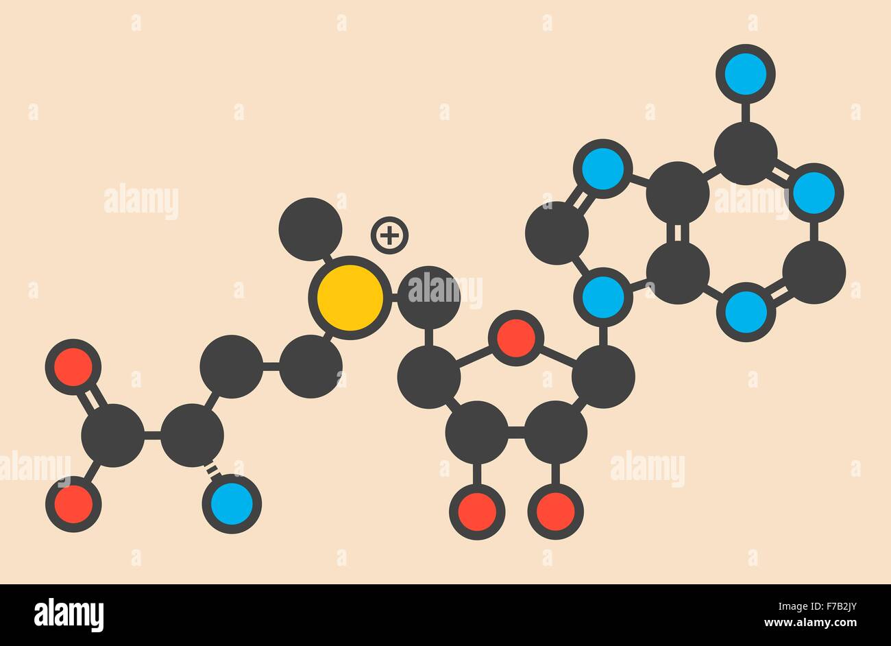 S-adenosyl methionine (SAM) molecule. Essential in several metabolic ...