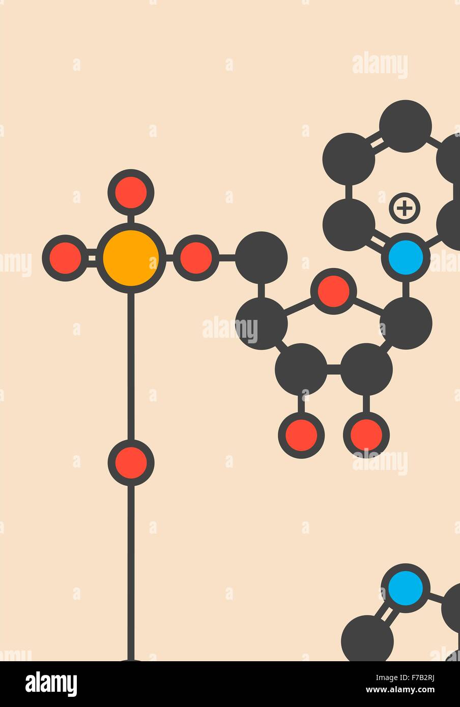 Nicotinamide adenine dinucleotide (NAD+) coenzyme molecule. Important coenzyme in many redox ...