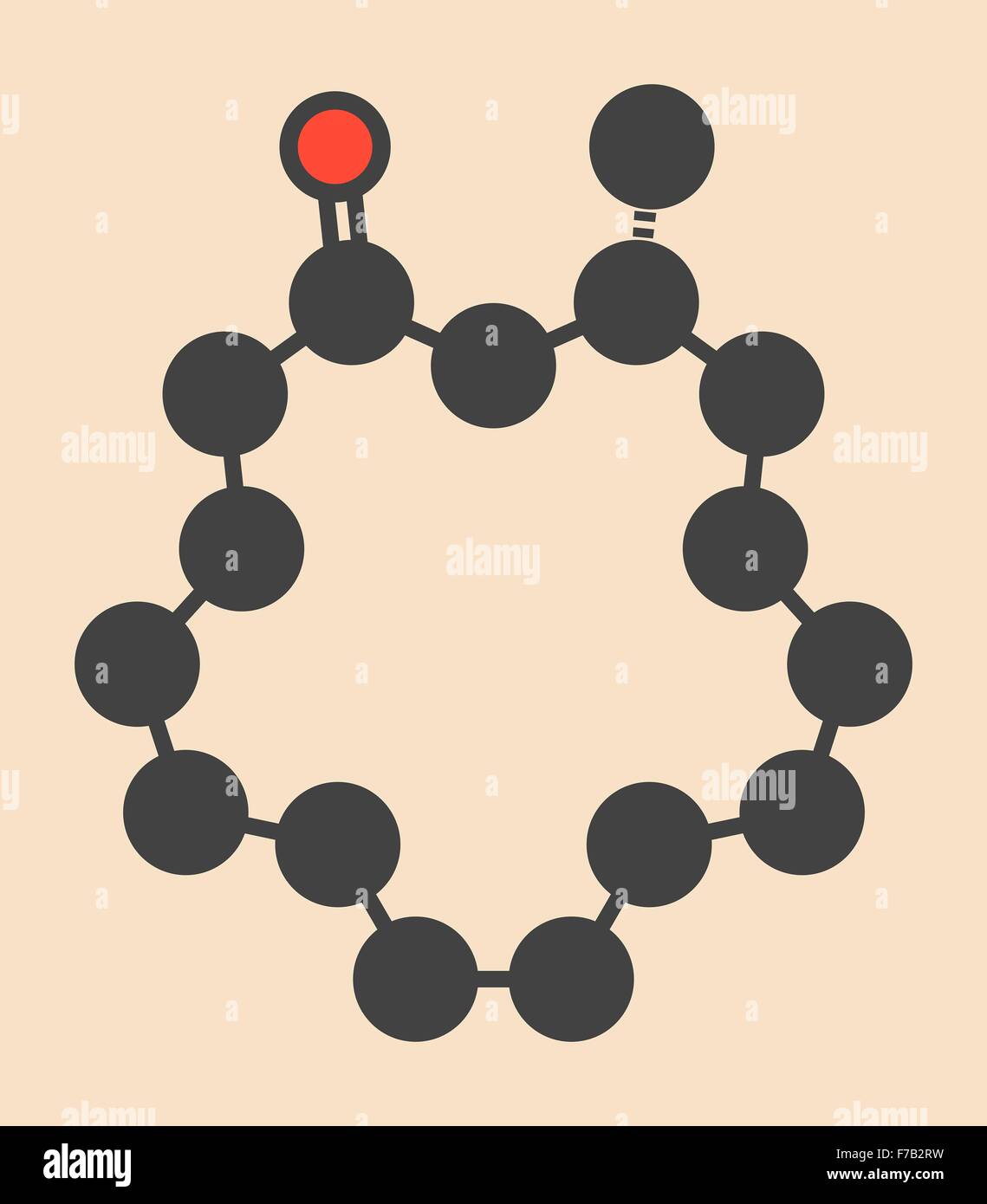 Muscone musk odor molecule. Stylized skeletal formula (chemical ...