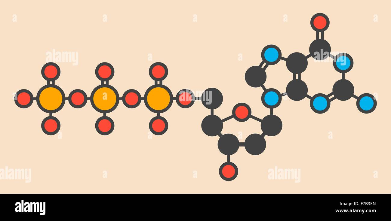 Deoxyguanosine triphosphate (dGTP) nucleotide molecule. DNA building ...