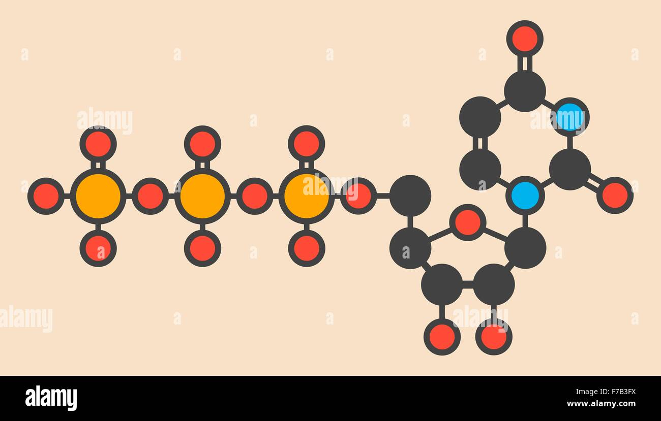 Cytidine Triphosphate Ctp Rna Building Block Molecule Also Functions As Cofactor To Some