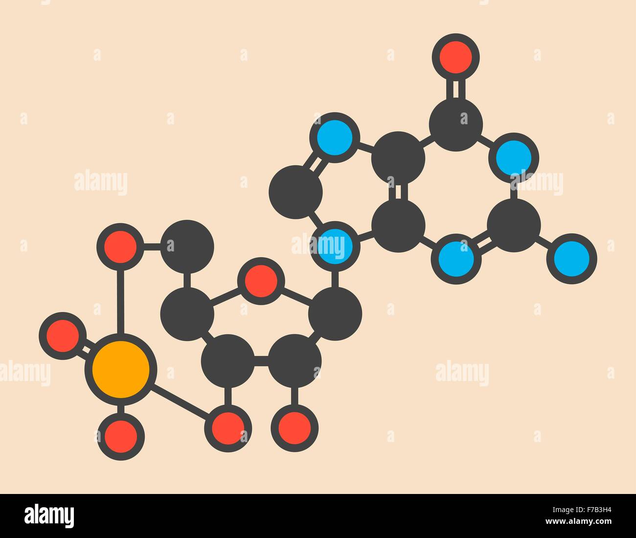Cyclic guanosine monophosphate (cGMP) molecule. Important second ...