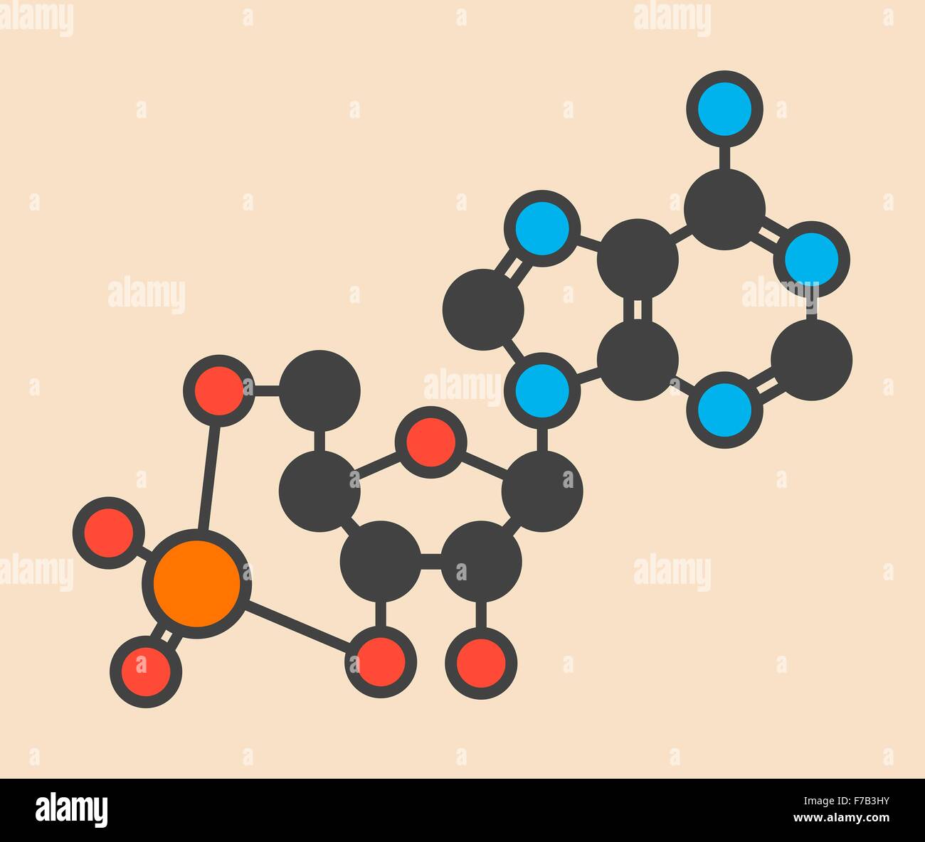 Cyclic adenosine monophosphate (cAMP) second messenger molecule. Plays ...