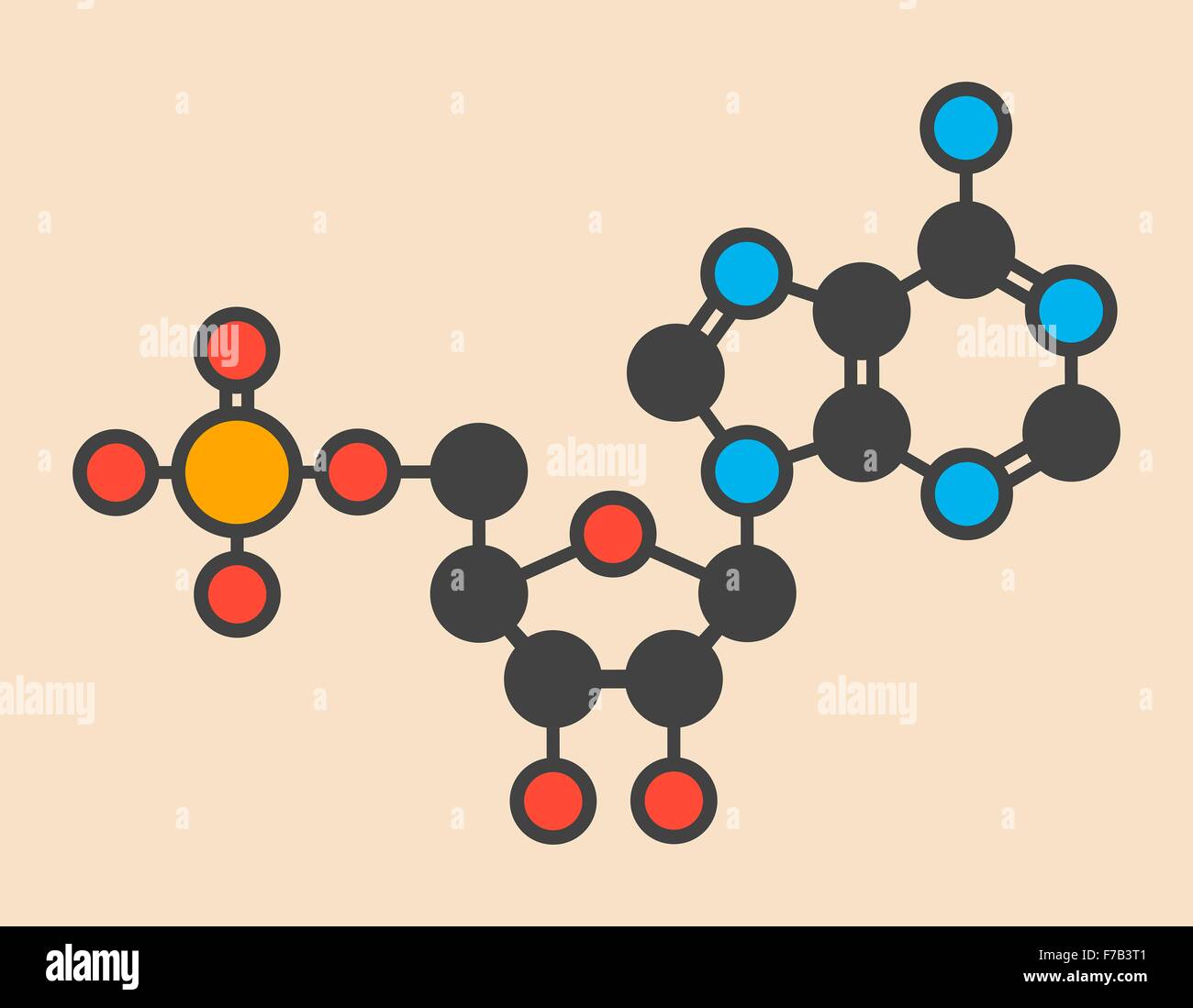 Adenosine monophosphate (AMP, adenylic acid) molecule. Nucleotide ...