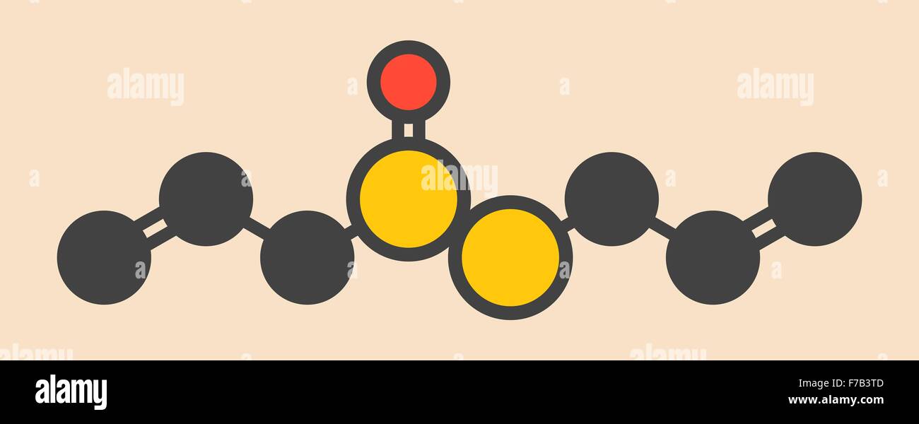 Allicin garlic molecule. Formed from alliin by the enzyme alliinase ...