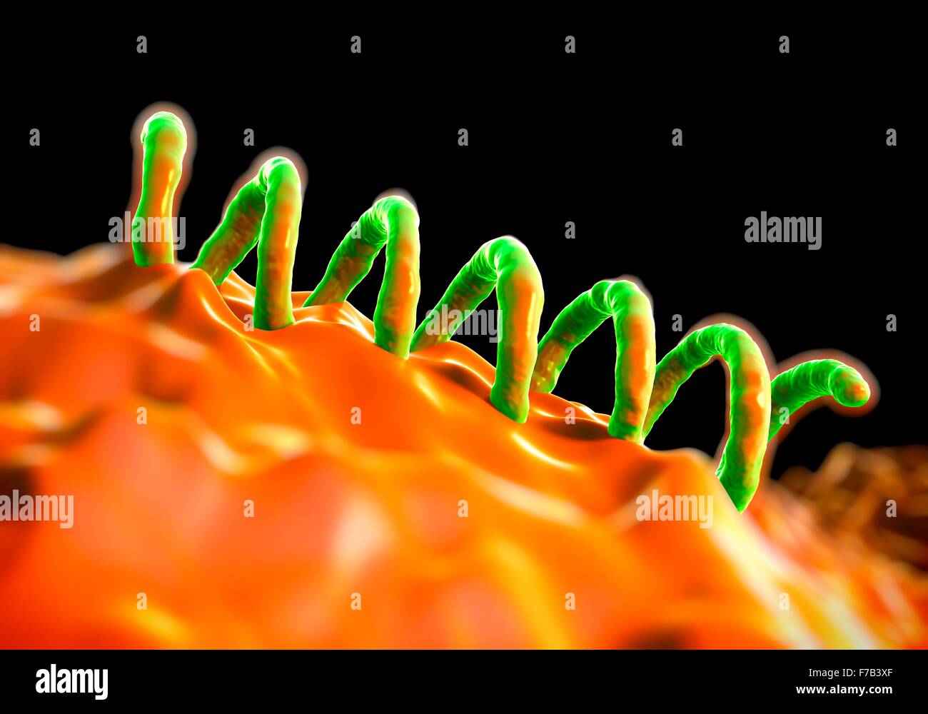 Treponema pallidum bacteria hi-res stock photography and images - Alamy
