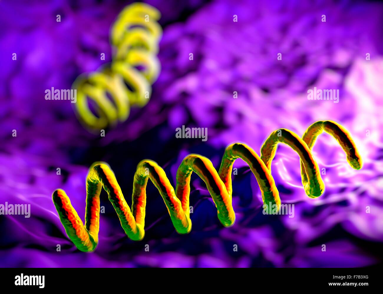 Treponema pallidum hi-res stock photography and images - Alamy