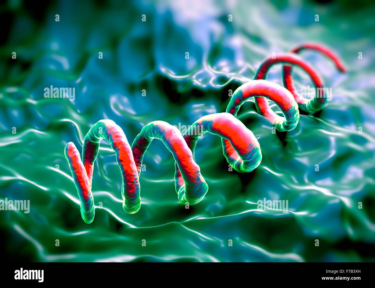 Treponema pallidum hi-res stock photography and images - Alamy