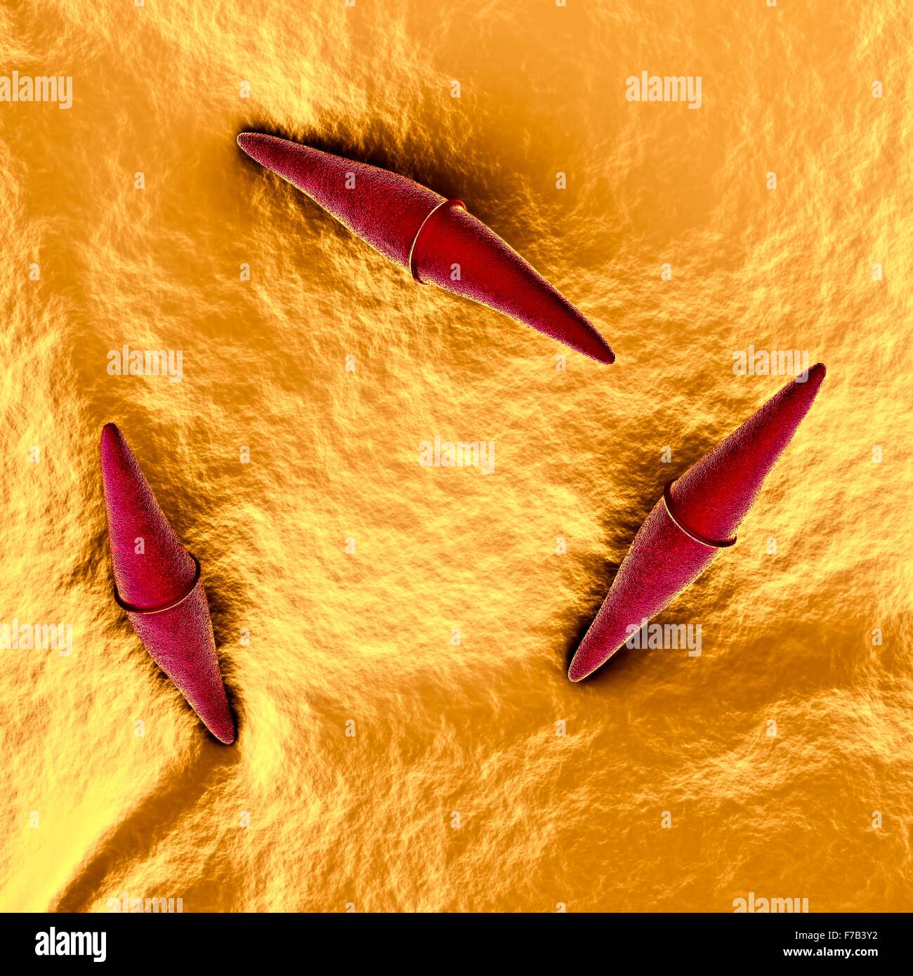Closterium desmid hi-res stock photography and images - Alamy