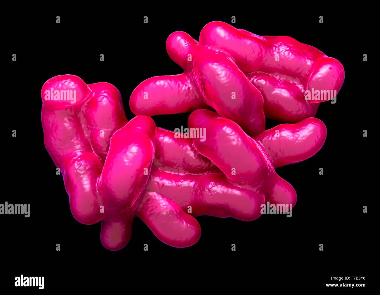 Bacteria campylobacter hi-res stock photography and images - Alamy