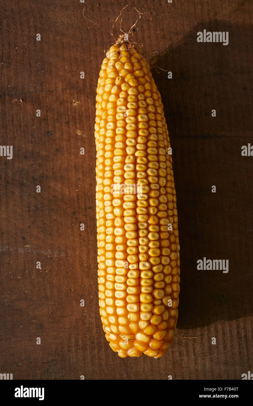 A single ear of dried corn Stock Photo - Alamy