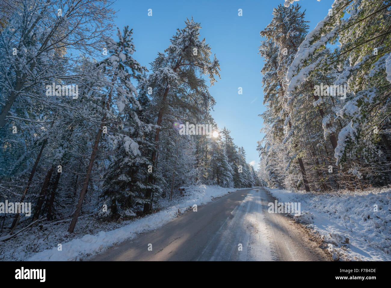 Beautiful pine forests hi-res stock photography and images - Alamy