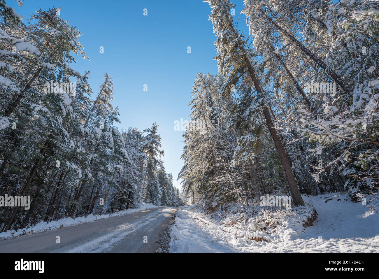 Beautiful pine forests hi-res stock photography and images - Alamy