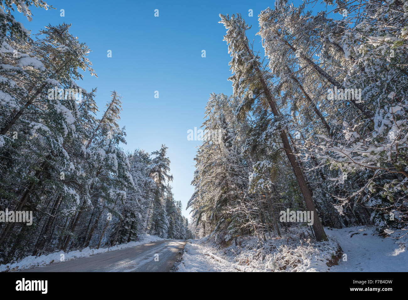 Beautiful pine forests hi-res stock photography and images - Alamy