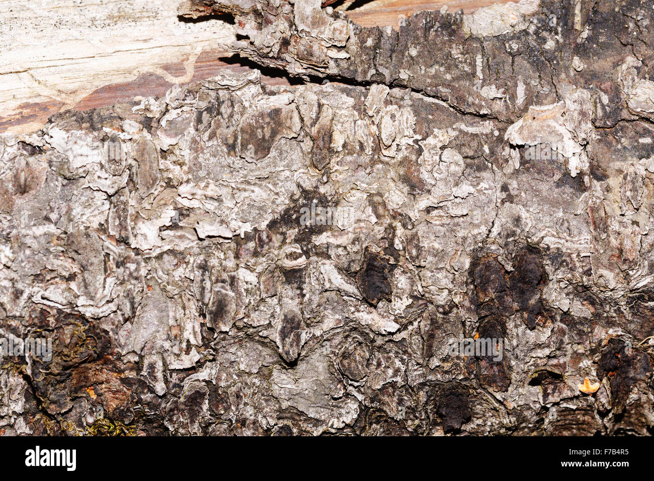 Elm tree bark fiber hi-res stock photography and images - Alamy